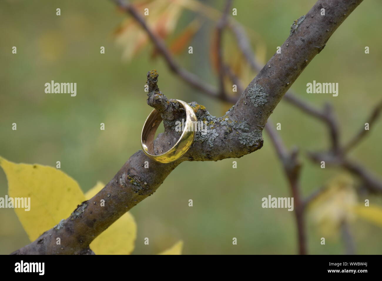 Wedding Ring Band in Tree Stock Photo - Alamy
