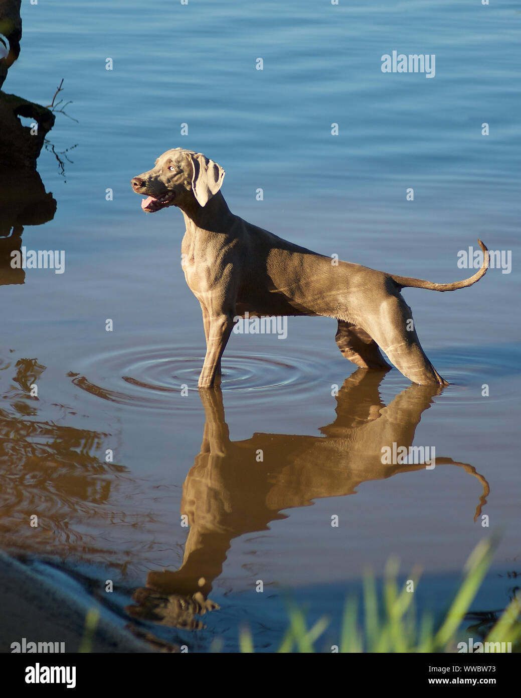 Are Weimaraners Good Water Dogs