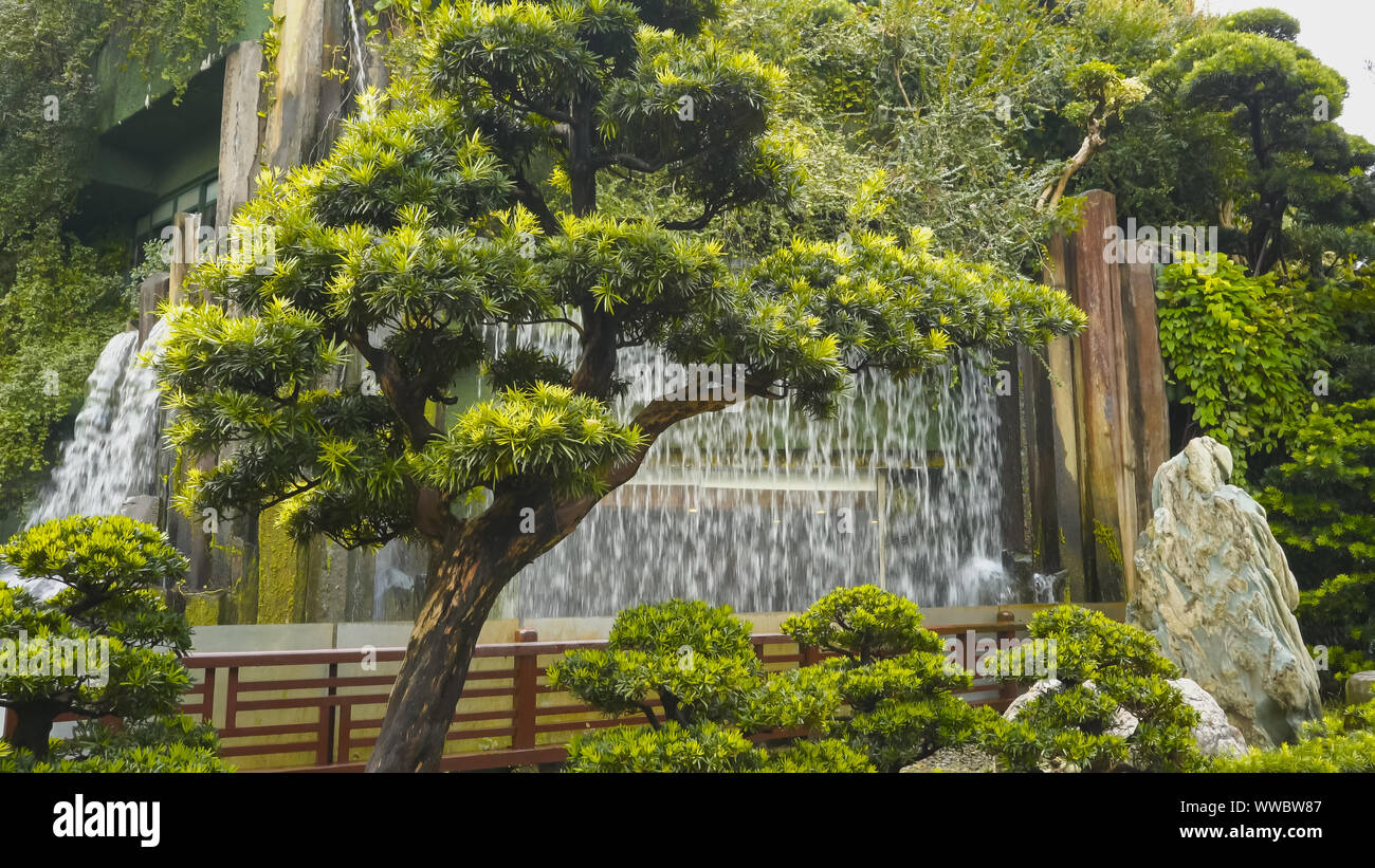 a manicured tree and a man made waterfall at nan lian gardens in hong ...