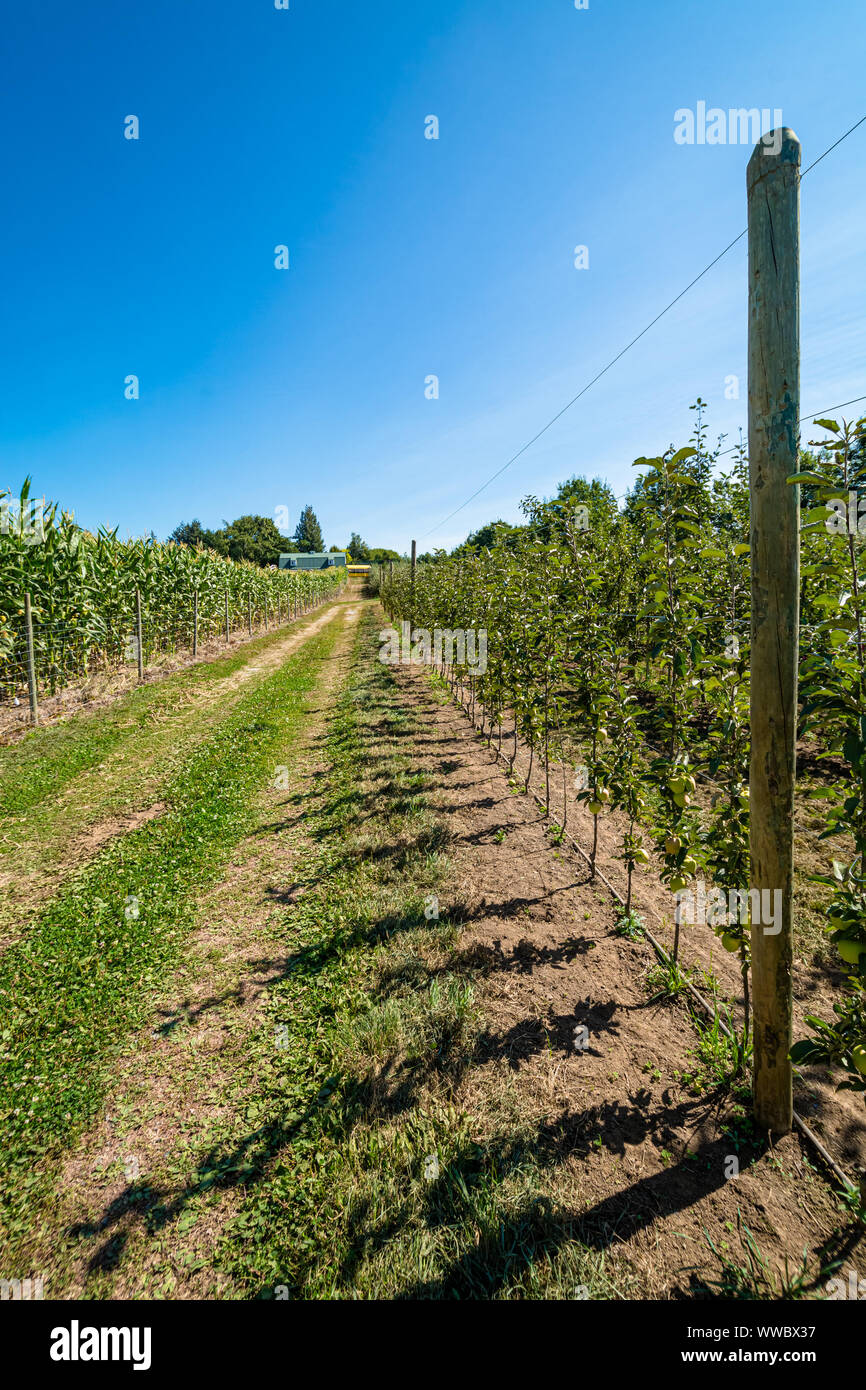 Ripen apples on young trees. Apple harvest in orchard Stock Photo - Alamy