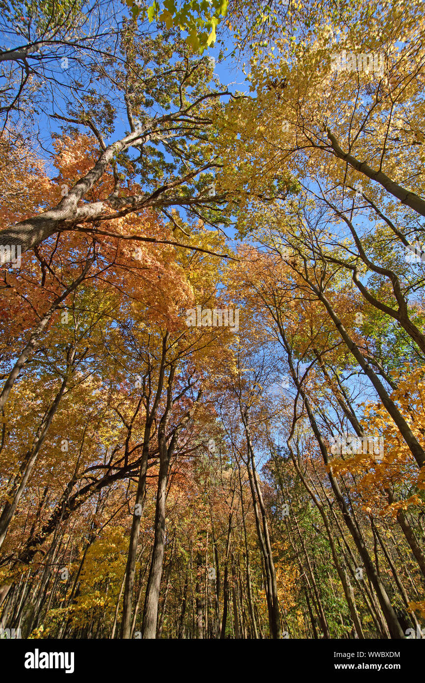Brilliant Colors in the Fall Forest in Devils Lake State Park in ...