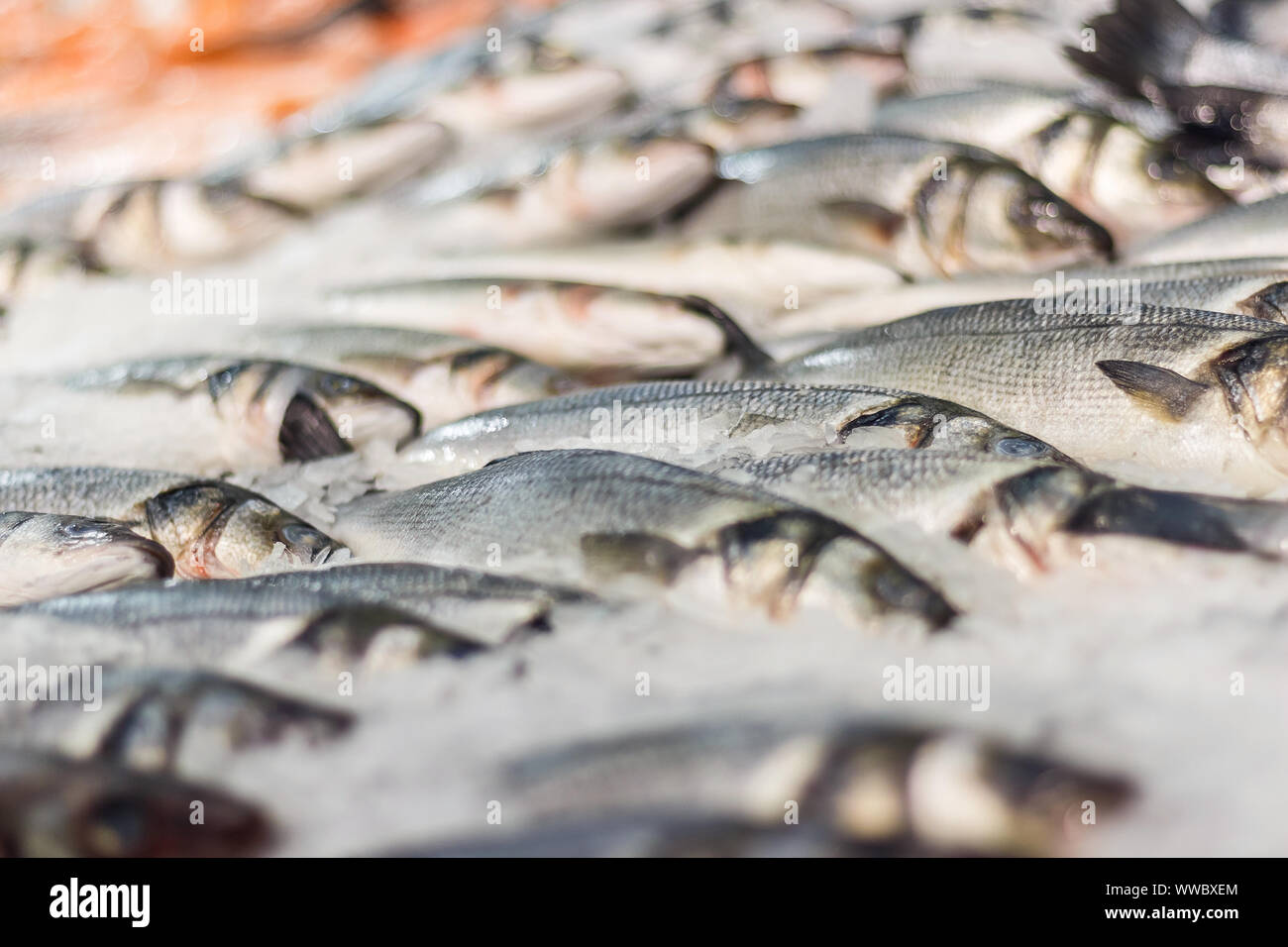 Sea fish in ice Stock Photo - Alamy