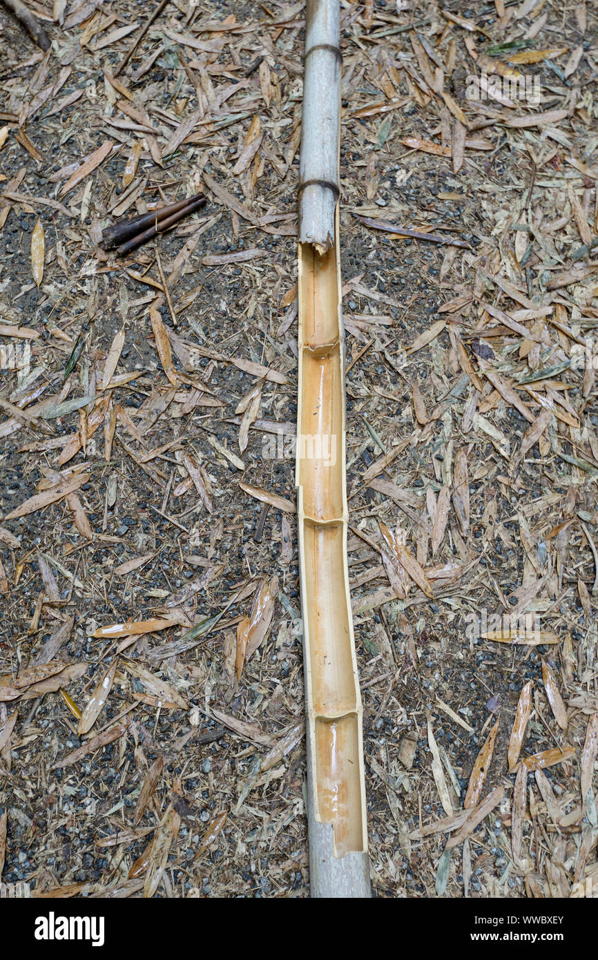 Bamboo Cross section on the forest floor in the Oconaluftee Islands ...