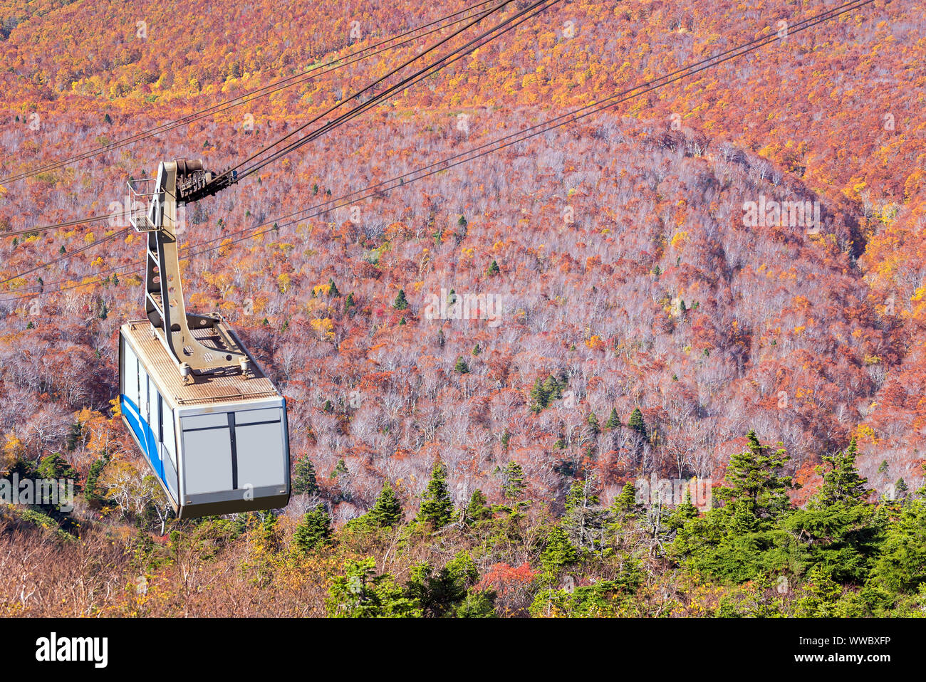 Aerial view of red leaf autumn fall season for Forest wodland From ...