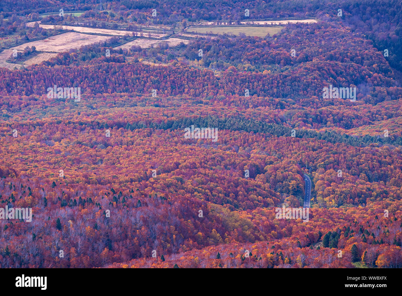 Aerial view of red leaf autumn fall season for Forest wodland From ...
