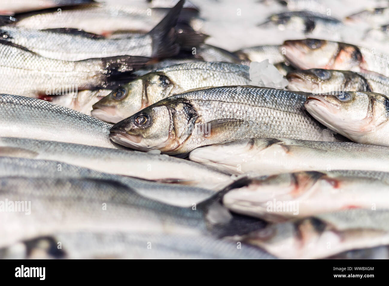 Frozen eye fish hi-res stock photography and images - Alamy