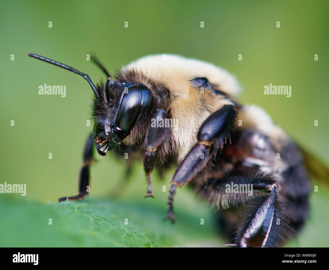 bee waking from its slumber Stock Photo - Alamy