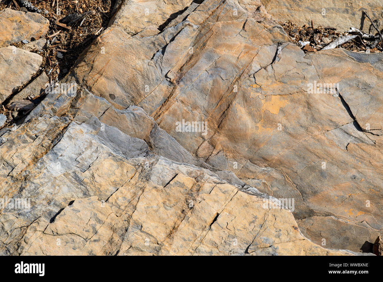 Duff Layer High Resolution Stock Photography and Images - Alamy