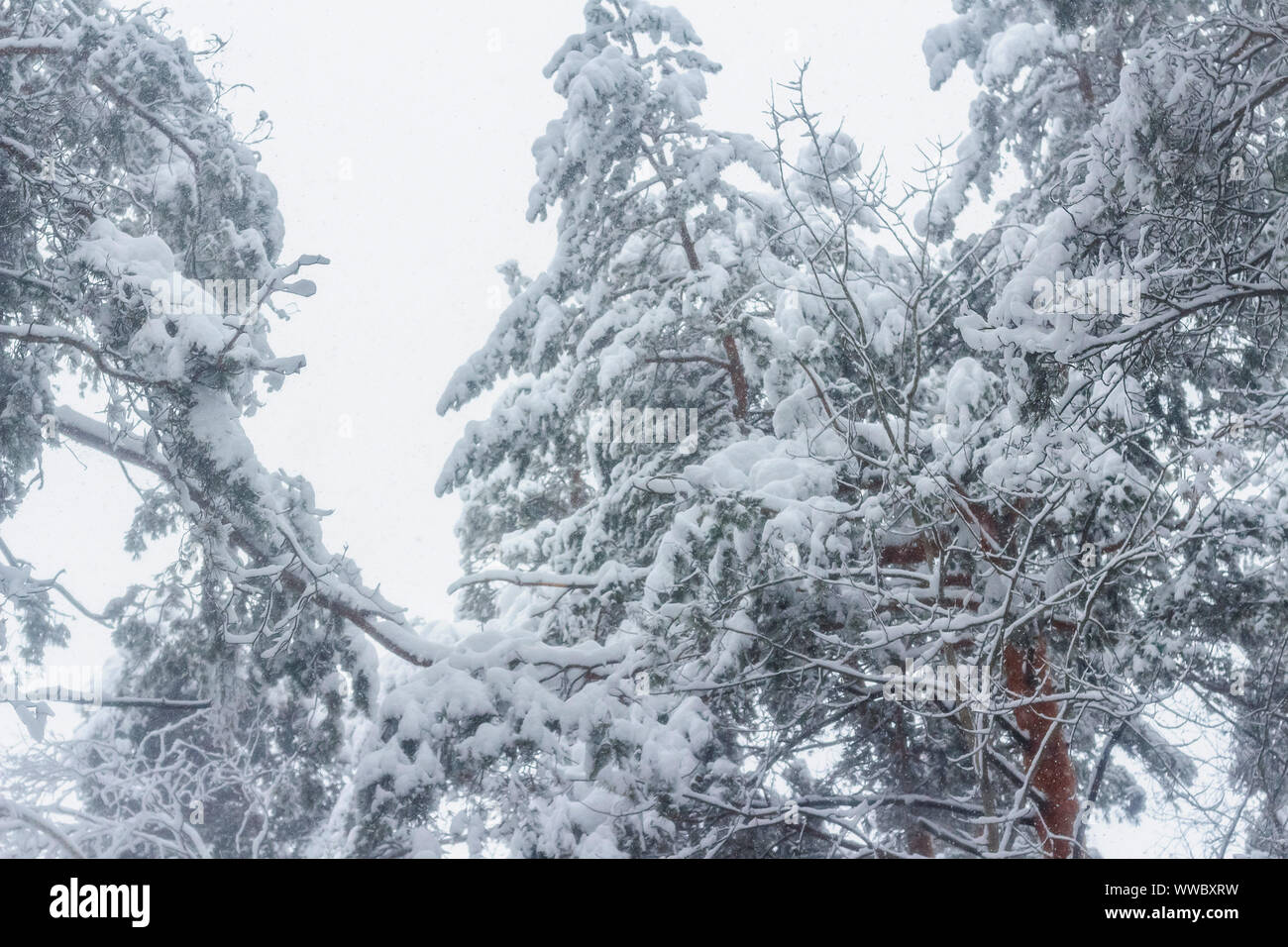 Forest after snowfall Stock Photo - Alamy