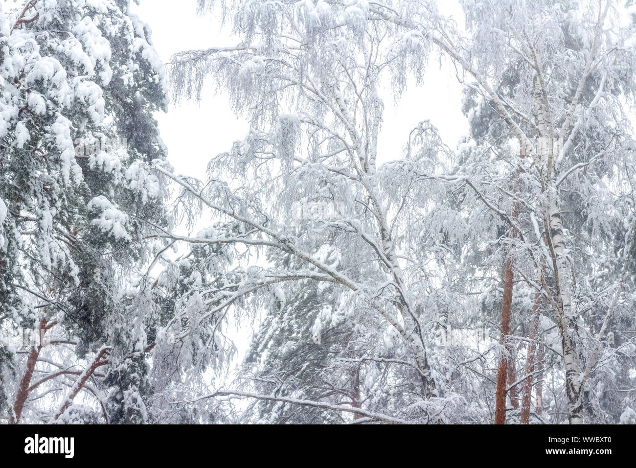 Forest after snowfall Stock Photo - Alamy