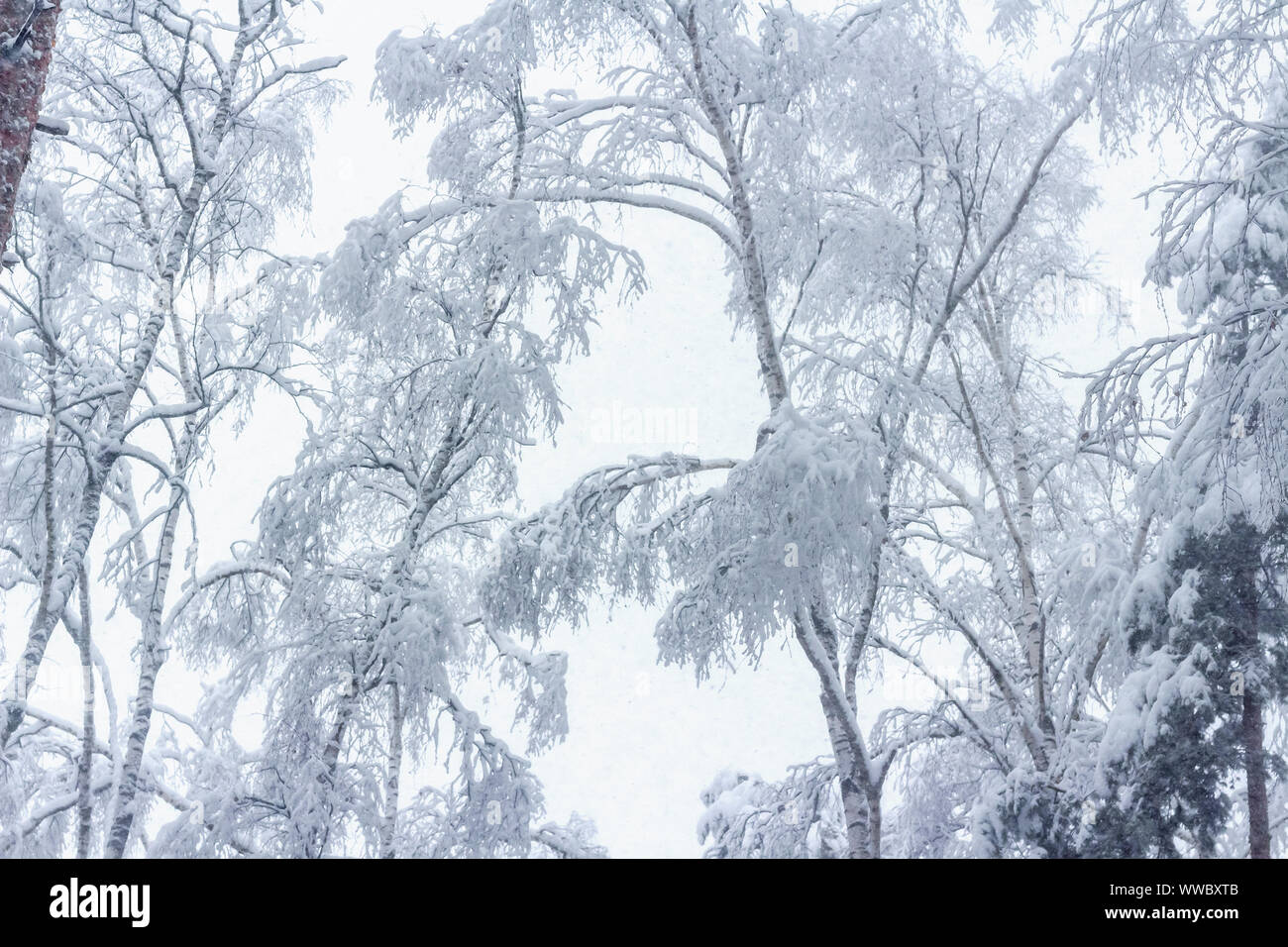 Forest after snowfall Stock Photo - Alamy