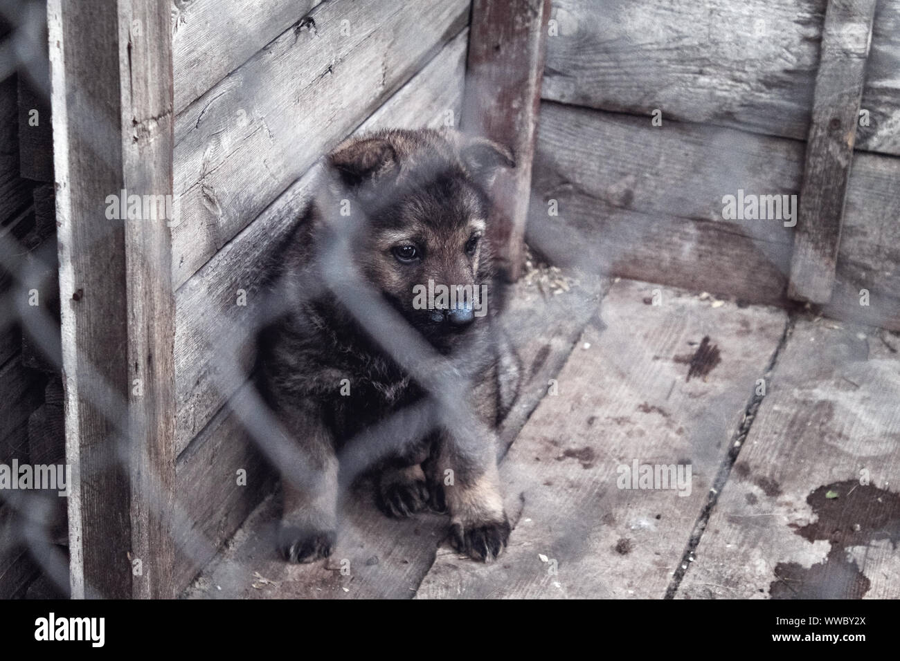 Sad sheepdog hi-res stock photography and images - Alamy