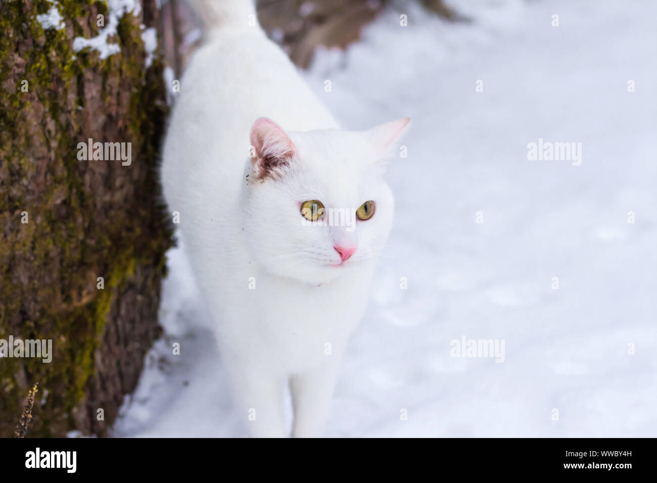 Cat silhouette white background hi-res stock photography and images - Alamy