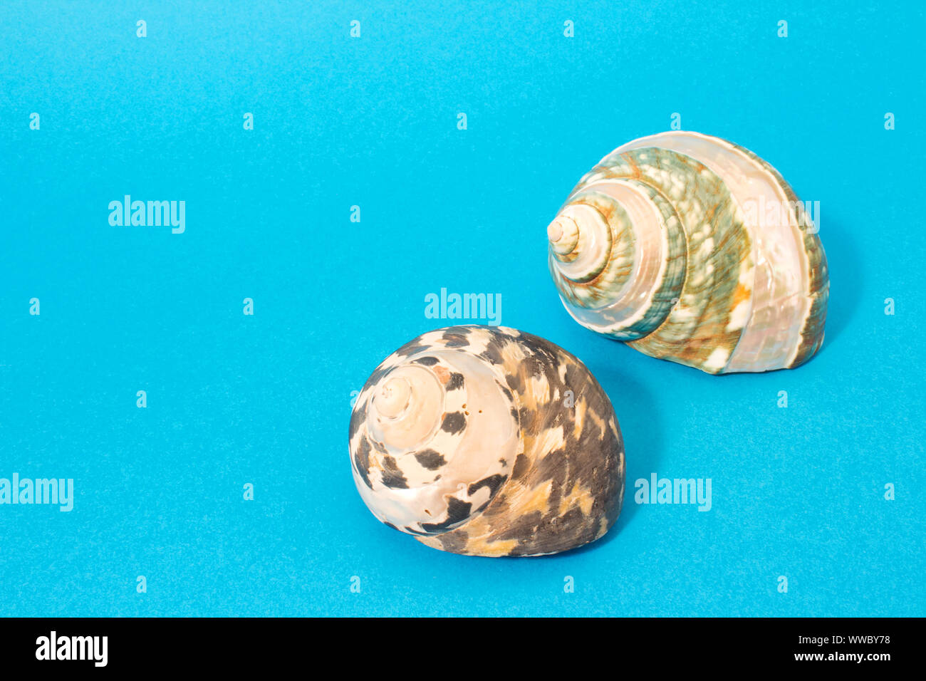 Two sea shells Stock Photo - Alamy