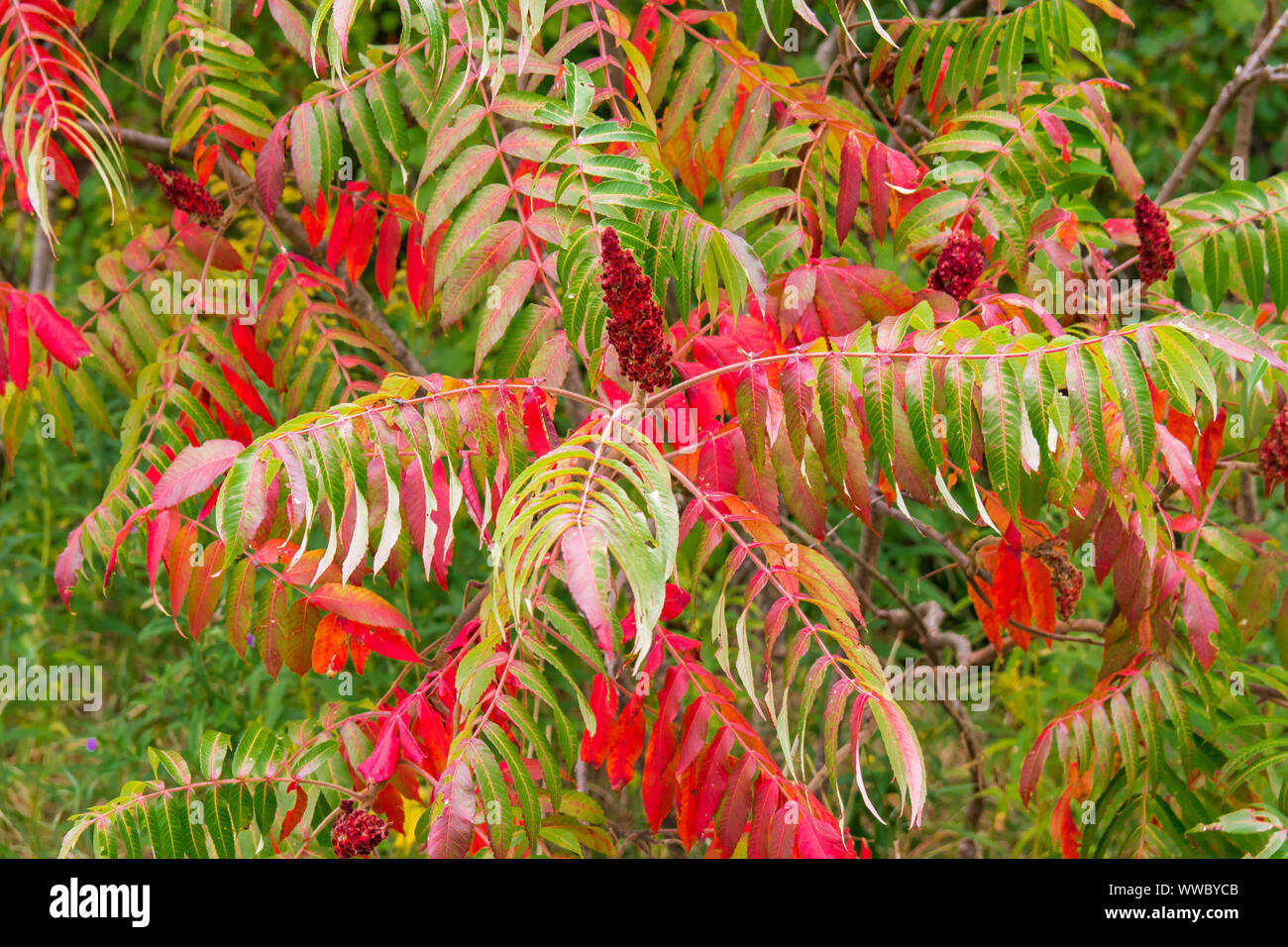 Stag horn hi-res stock photography and images - Alamy