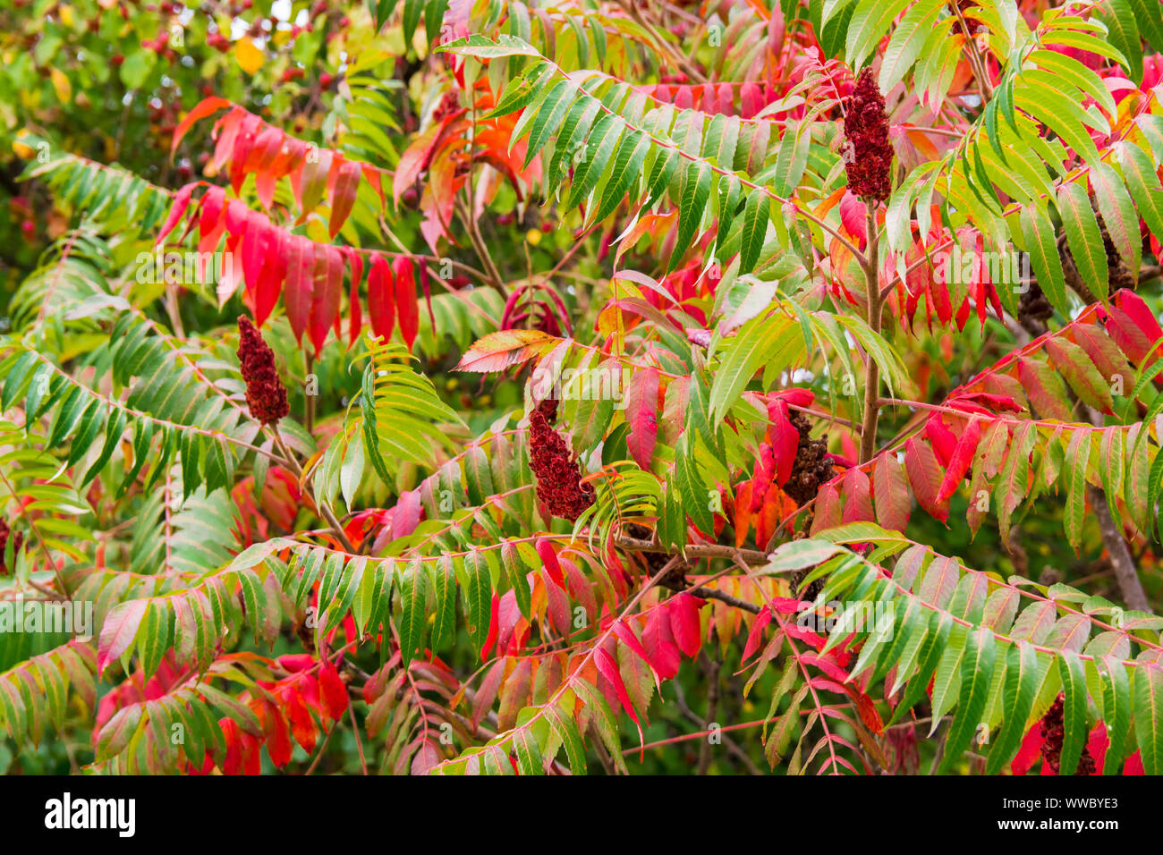 Stag-horn plant showing beautiful red blossoms Stock Photo - Alamy
