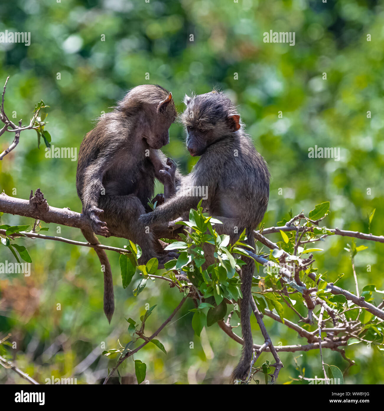 Two young baboons playing on a tree in the forest in Tanzania Stock ...