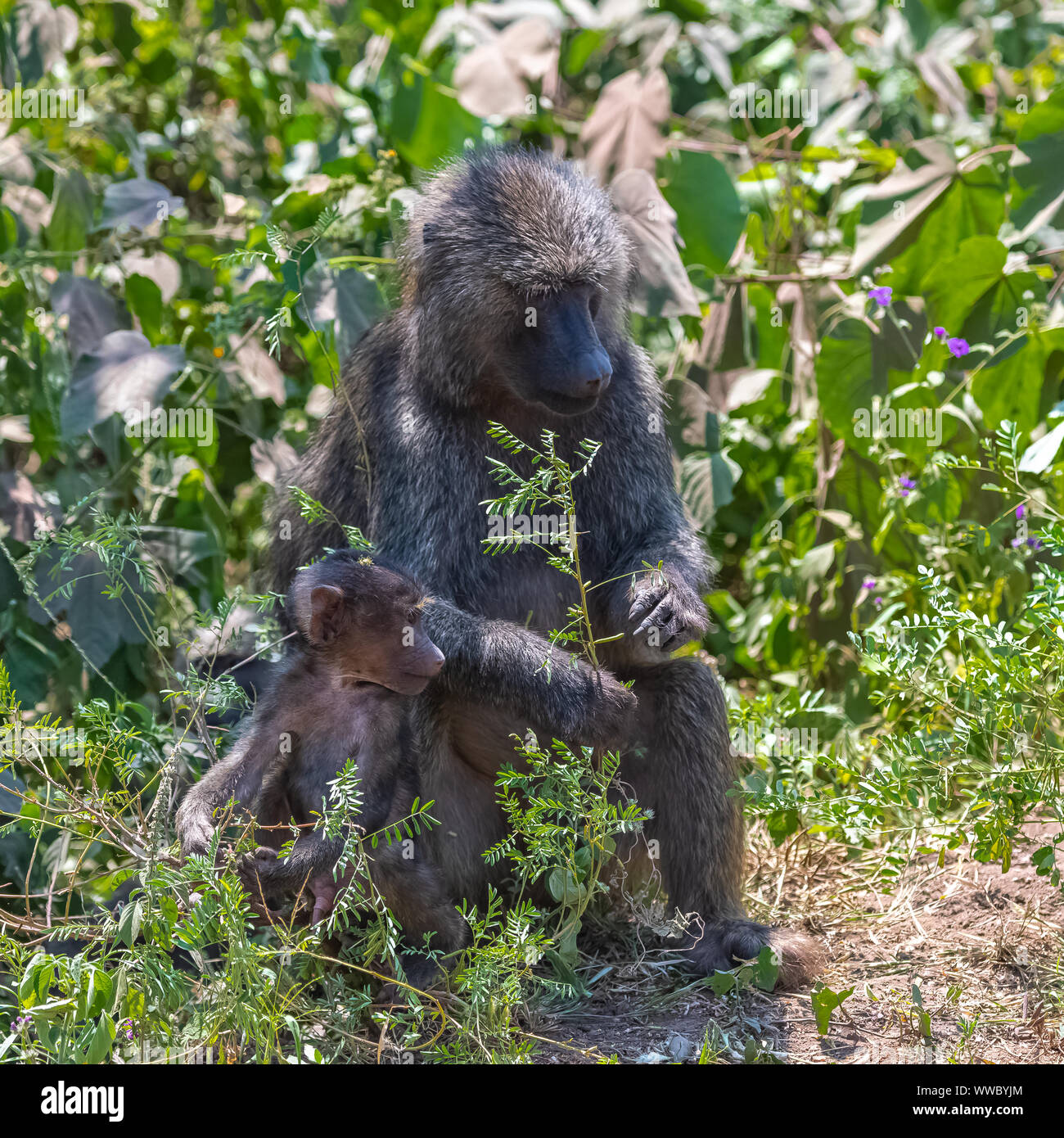 Baboon in the forest in Tanzania, portrait of a big male Stock Photo ...