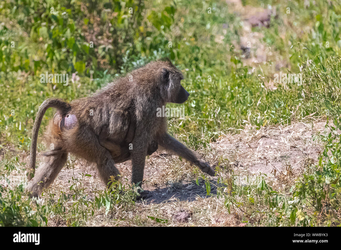 Hamadryas baboon walking hi-res stock photography and images - Alamy