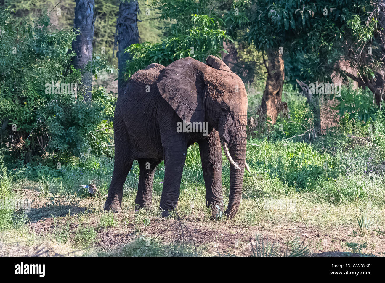 Big dusty elephant walking in the savannah, profile portrait Stock ...