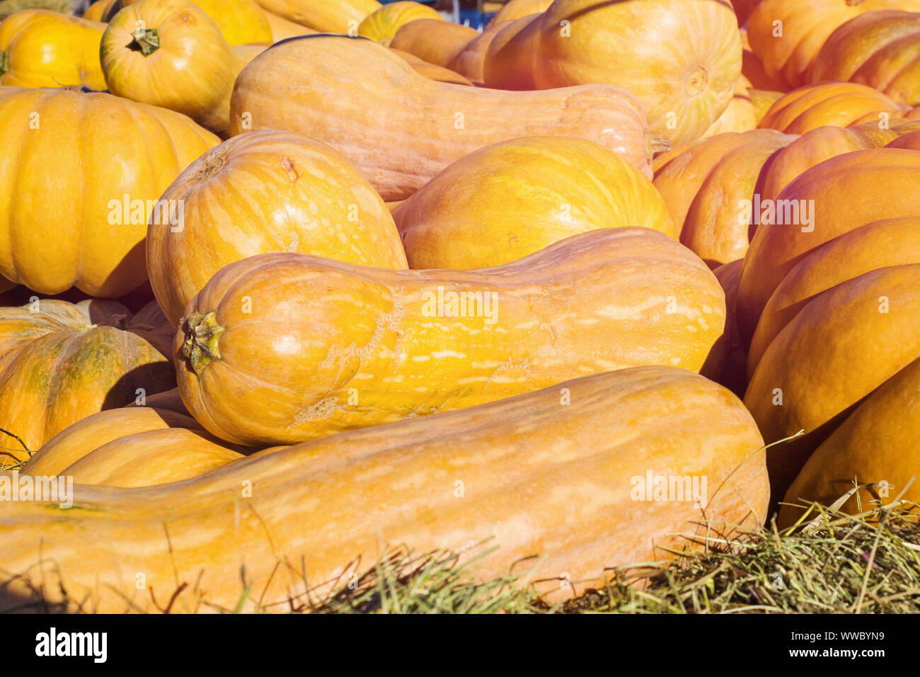 Autumn farm produce macro hi-res stock photography and images - Alamy