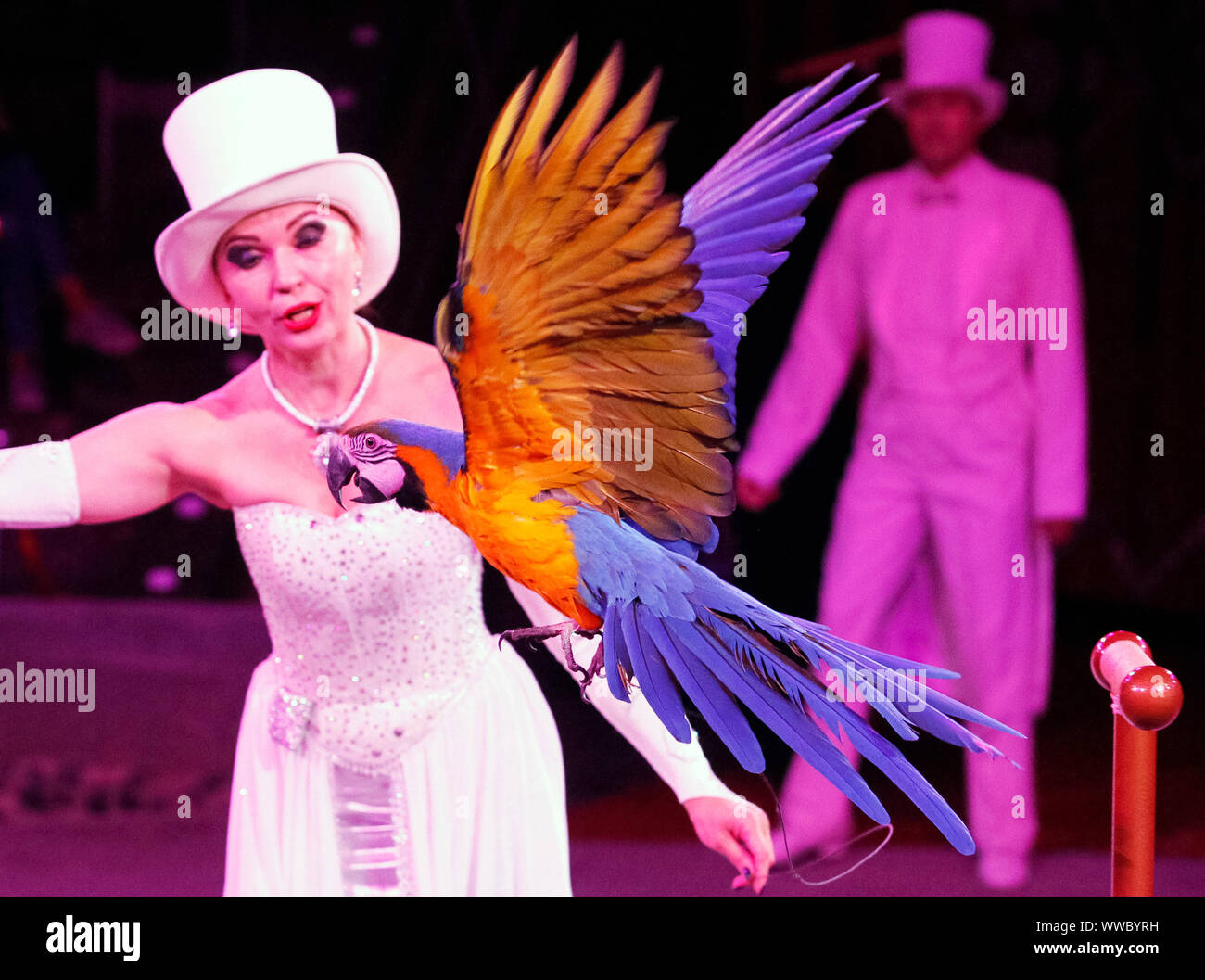 Circus parrot hi-res stock photography and images - Alamy