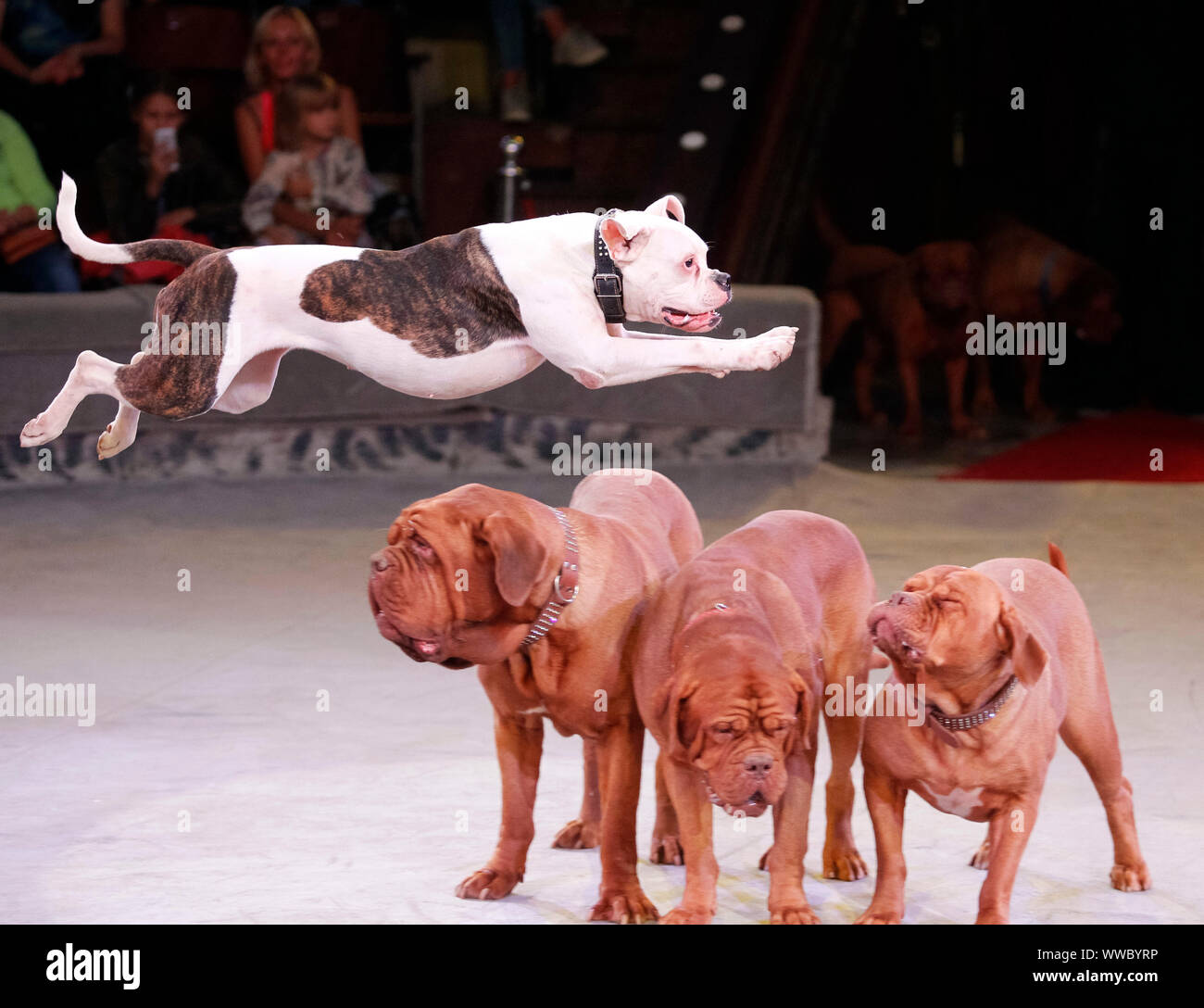 Circus dogs hi-res stock photography and images - Alamy