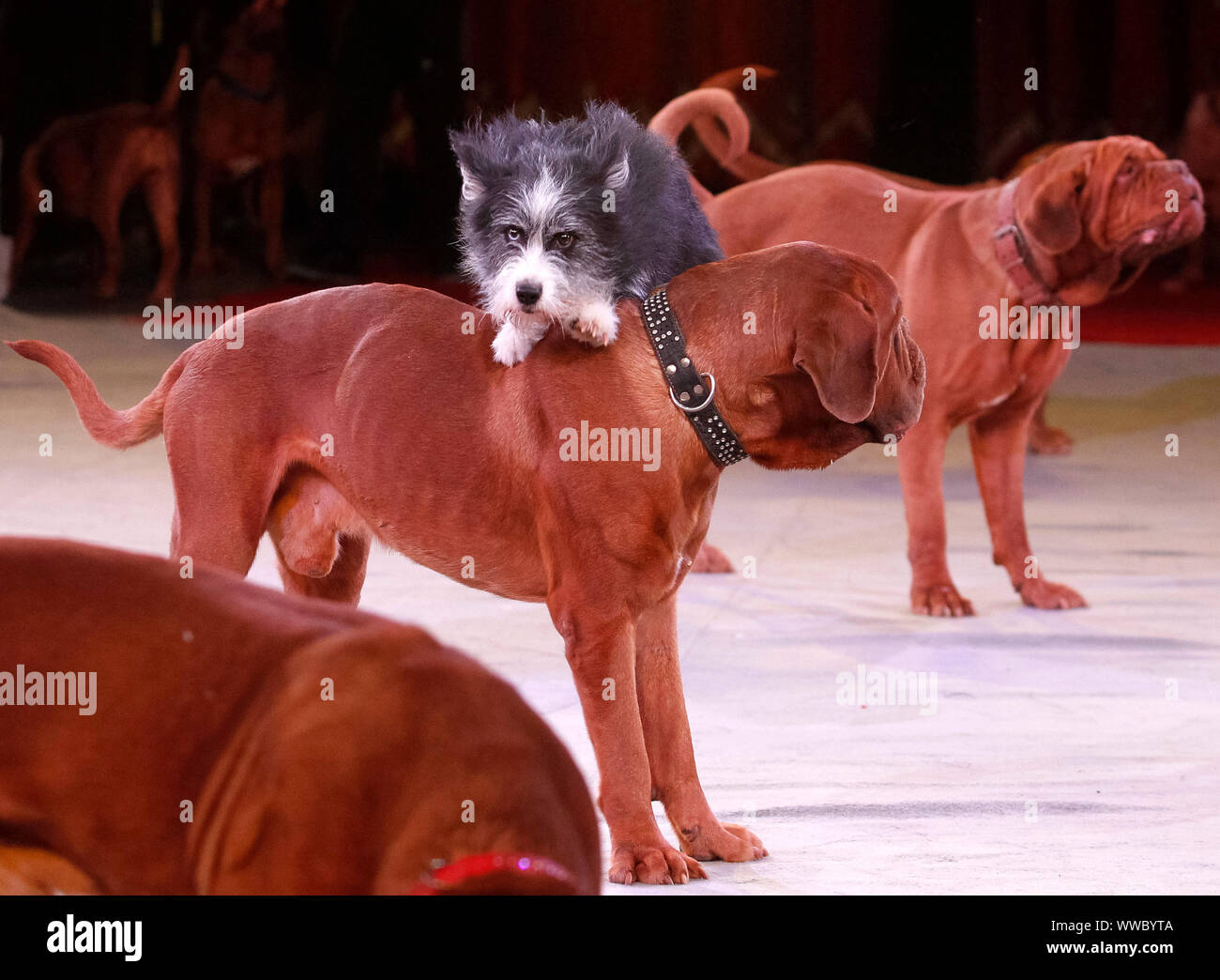 Circus dogs hi-res stock photography and images - Alamy