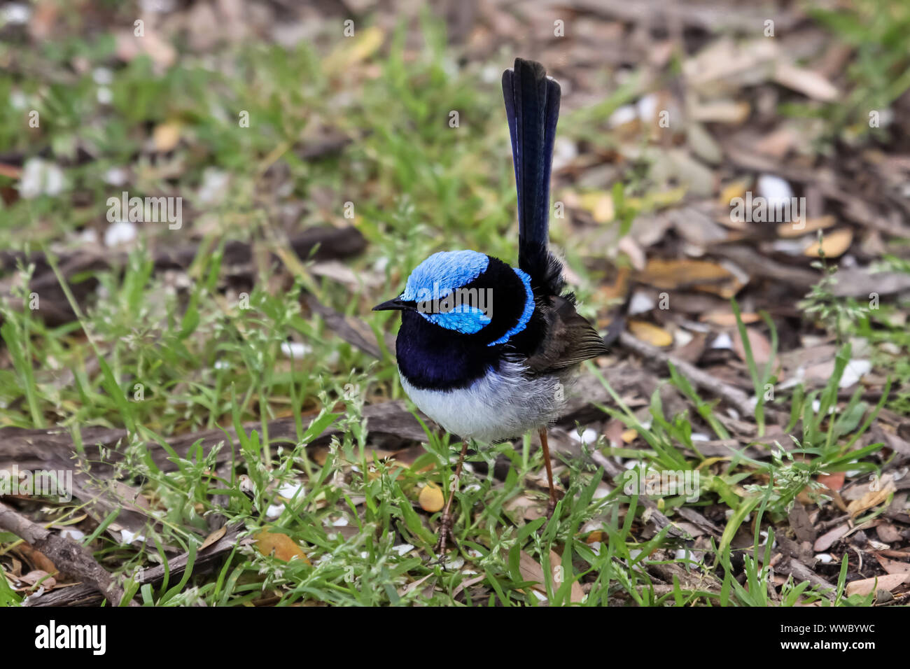 Close up of a mal Superb fairy wren, Wilsons Promontory National Park ...