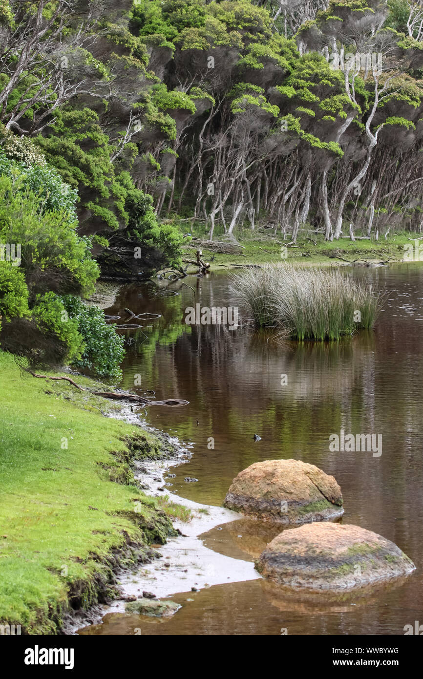Scenery Tidal River with silver gulls in front and tee trees, Wilsons ...