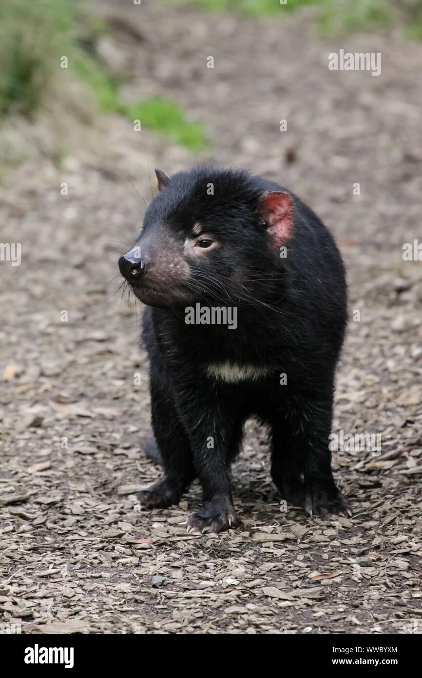 Warm blooded animals hi-res stock photography and images - Alamy