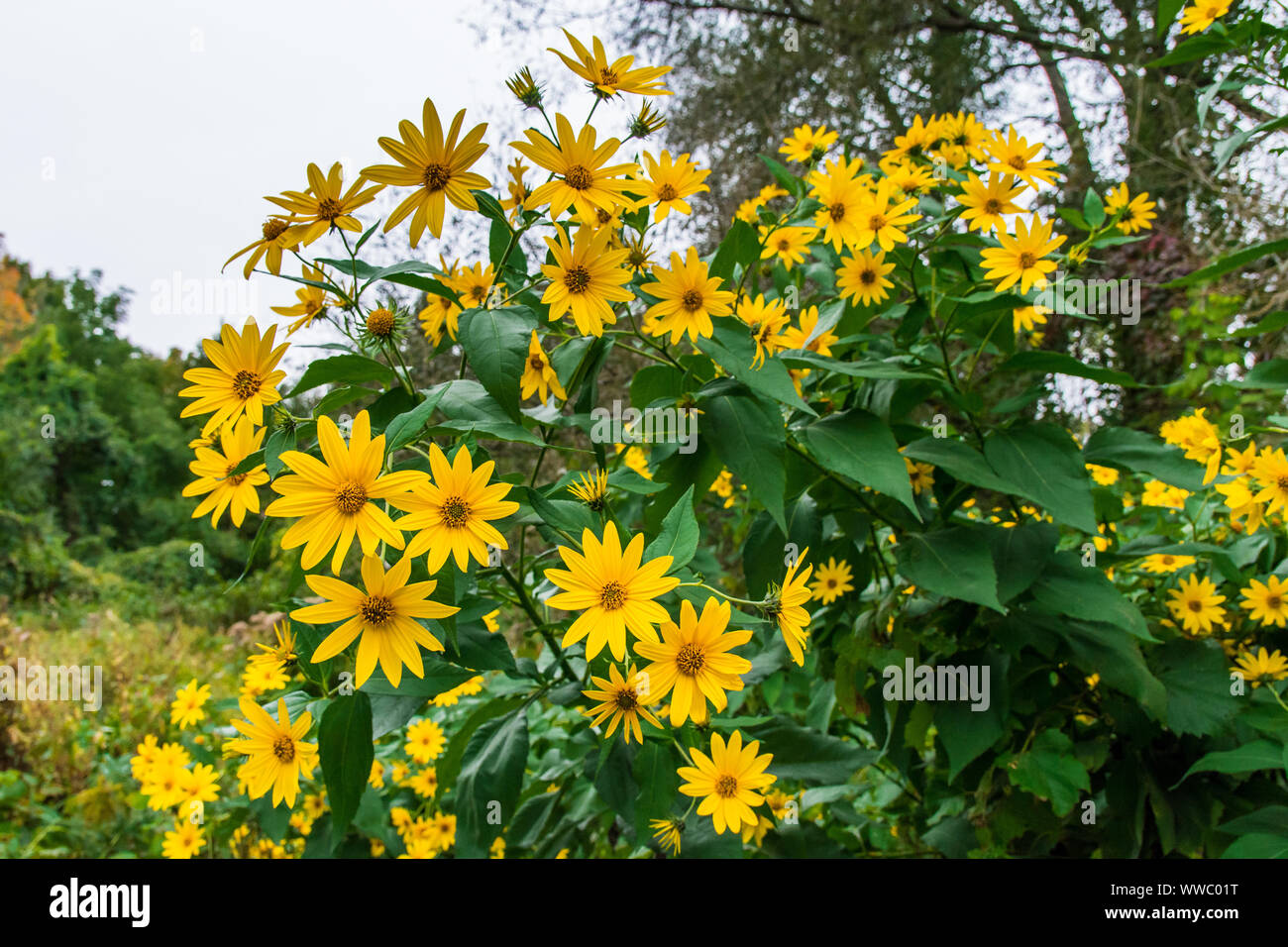 Wall daisy hi-res stock photography and images - Alamy