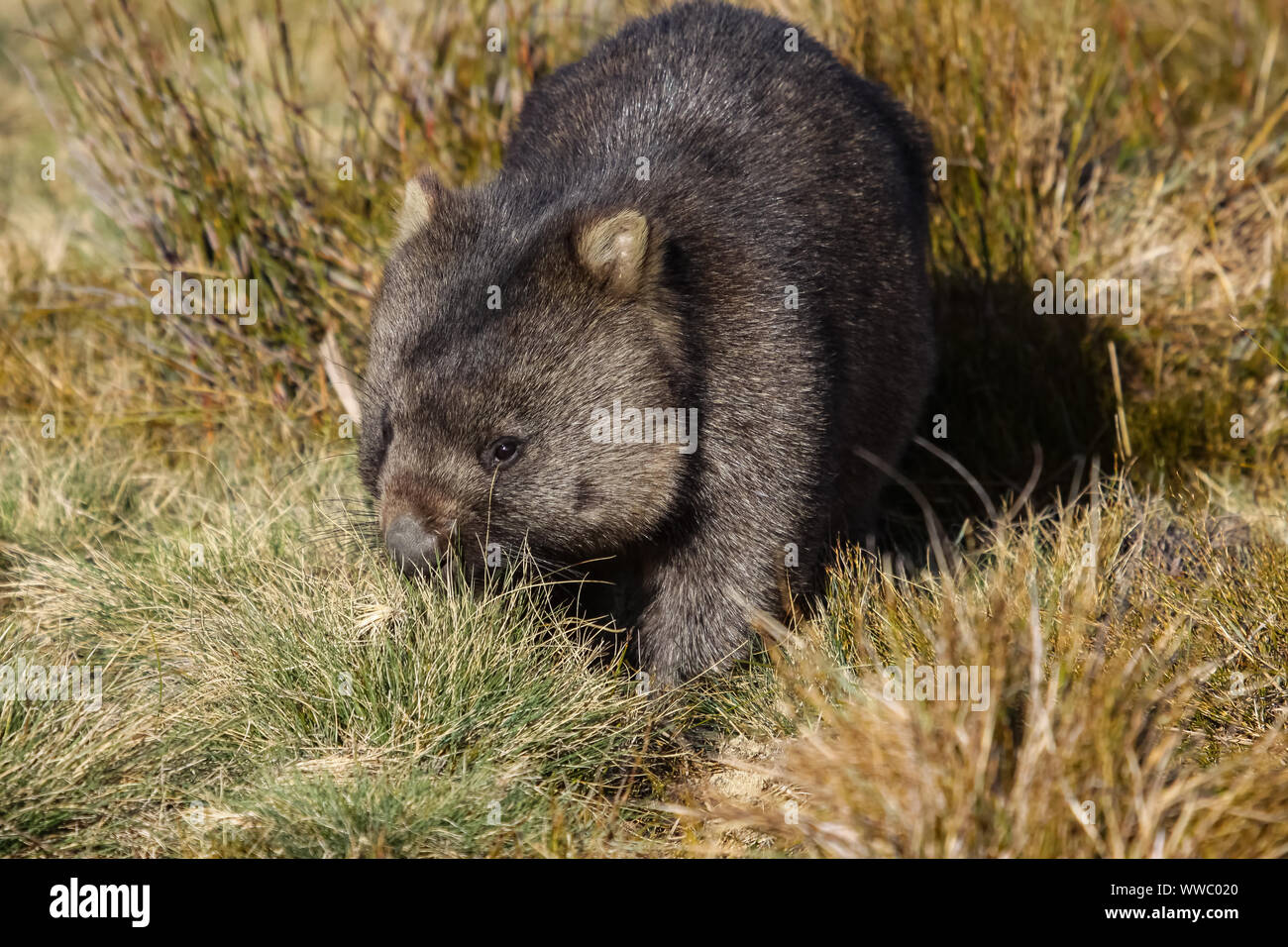 Tasmania wombats hi-res stock photography and images - Alamy