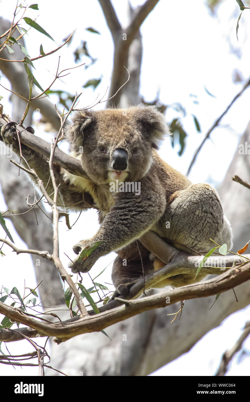 Koala sitting on branches of an eucalyptus tree, facing, Great Otway ...