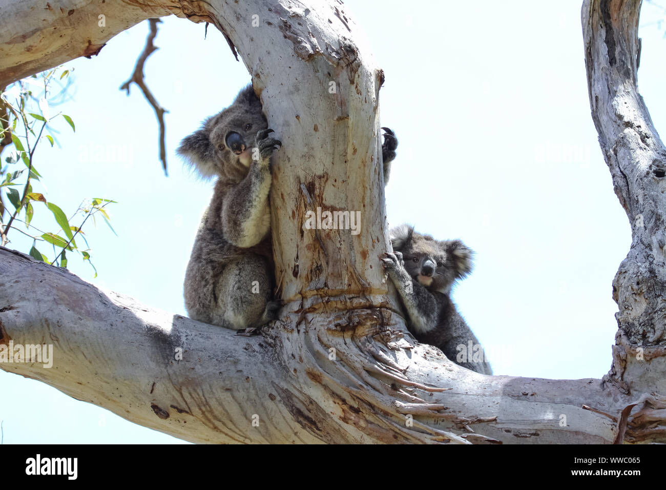 Koala mother and baby hiding behind a branch of an eucalyptus tree ...