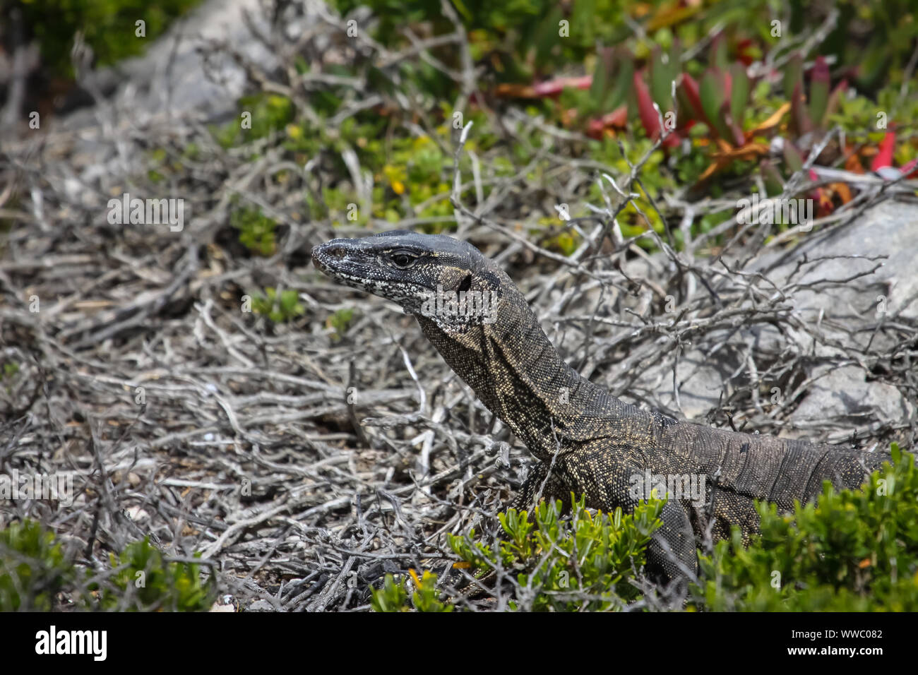Lace Monitor High Resolution Stock Photography and Images - Alamy