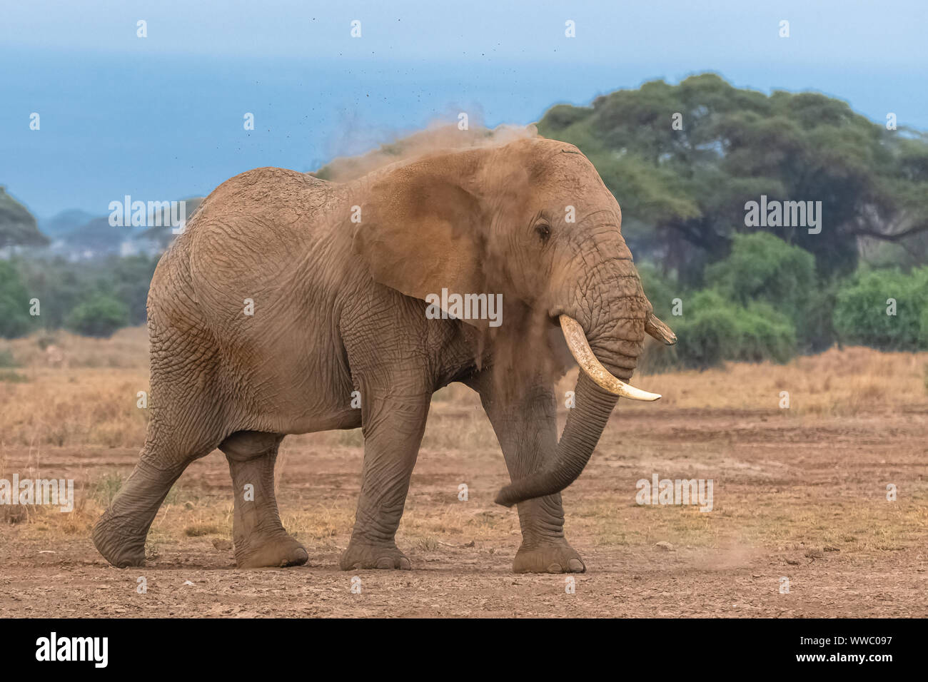 Big dusty elephant walking in the savannah, profile portrait Stock ...