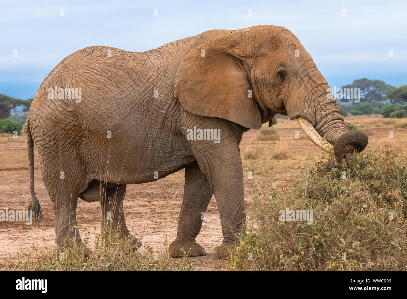 Big dusty elephant walking in the savannah, profile portrait Stock ...