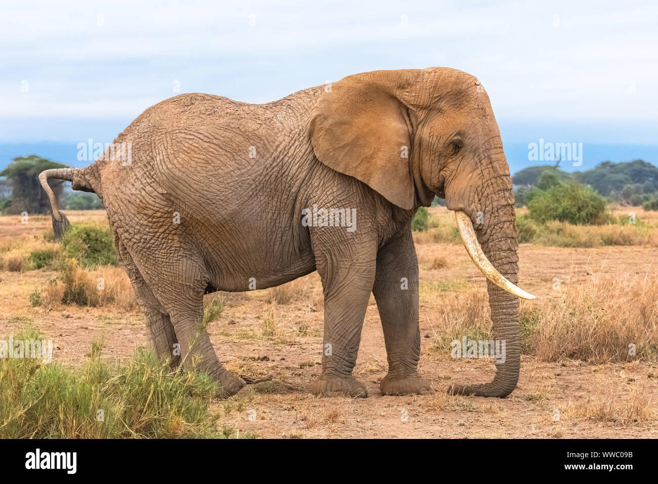 Big dusty elephant walking in the savannah, profile portrait Stock ...