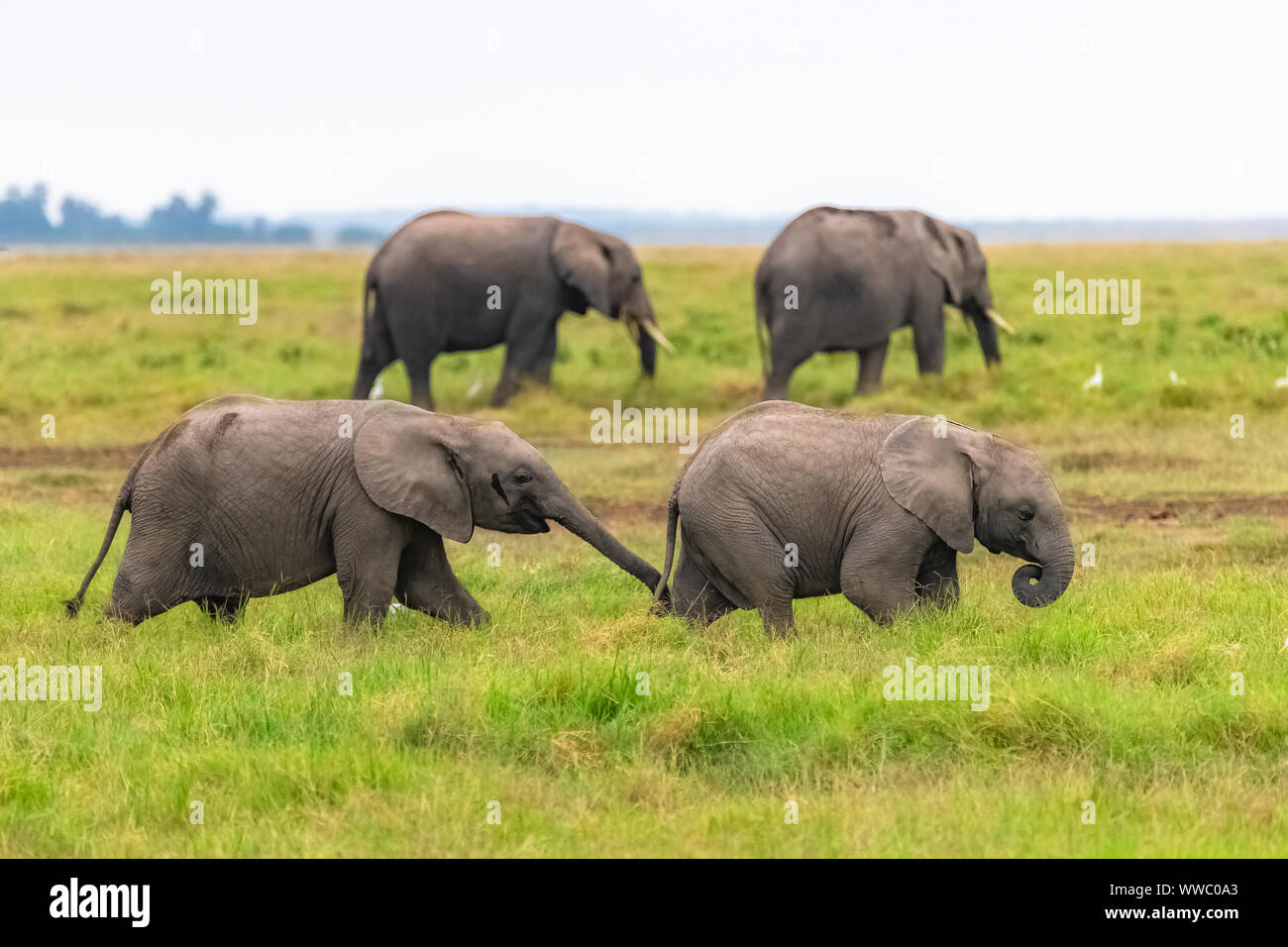 Two young elephants playing together in Africa, cute animals in the ...