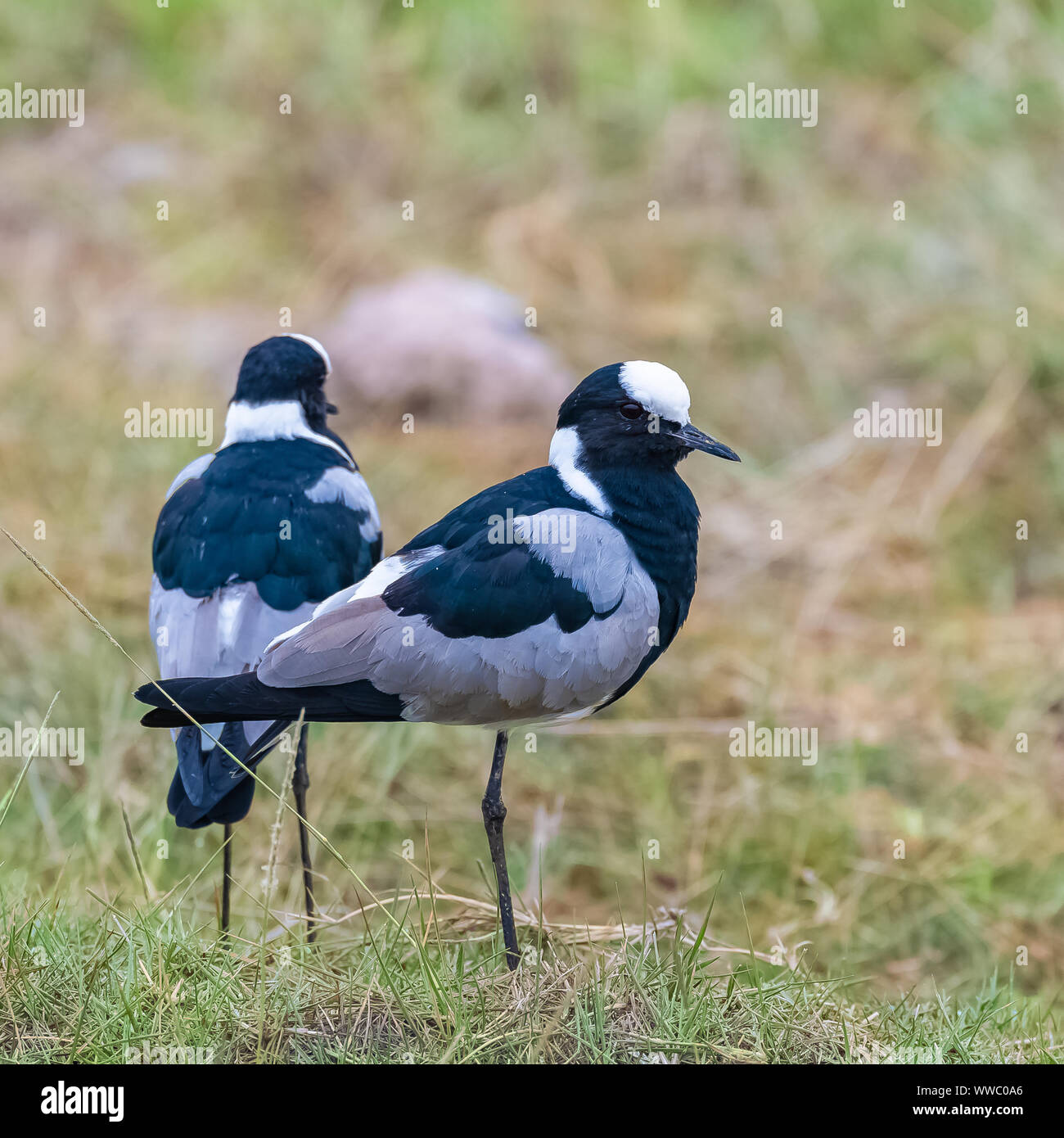 Blacksmith Plover, Vanellus armatus, african birds standing Stock Photo ...