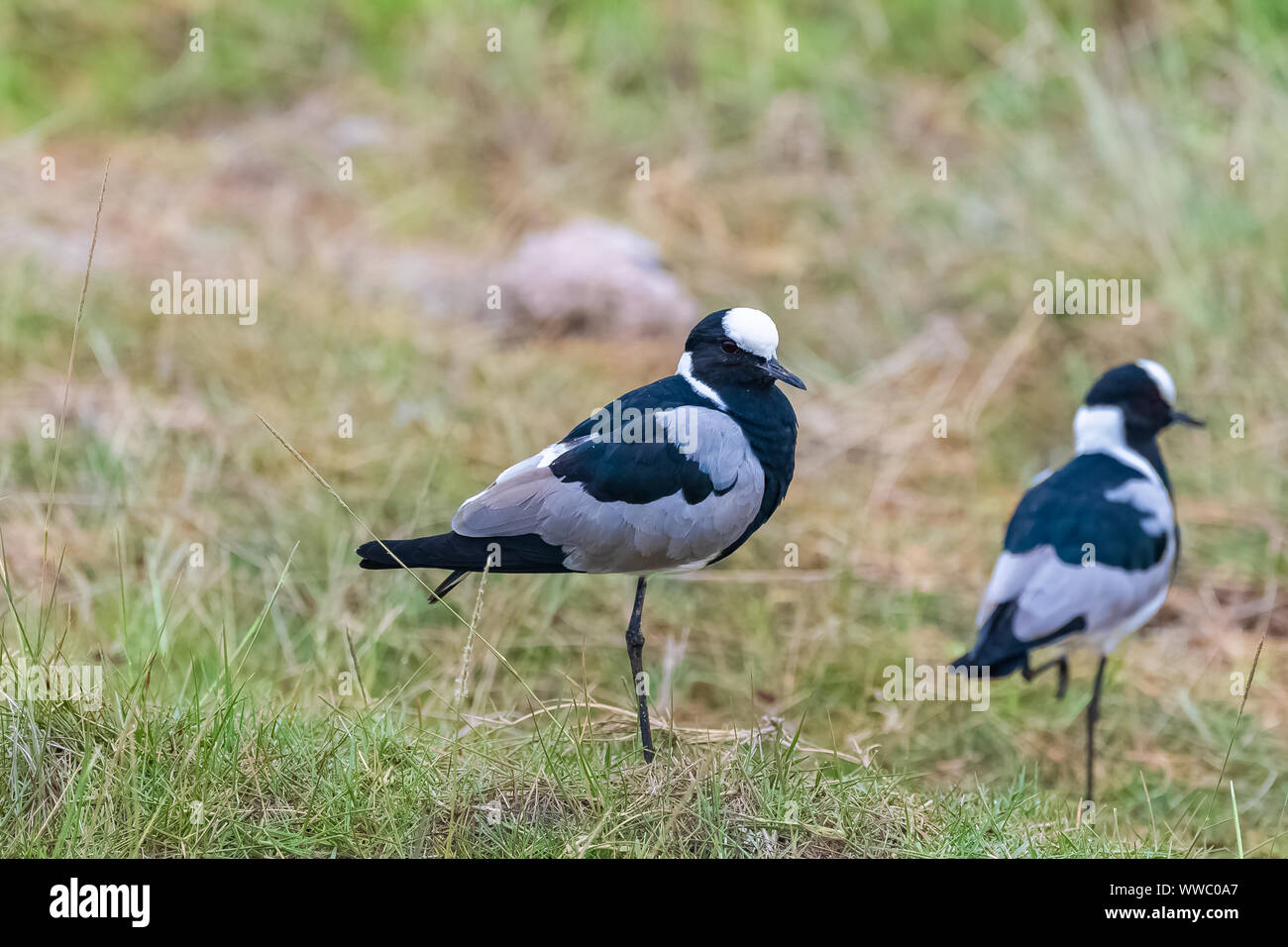 Blacksmith Plover, Vanellus armatus, african birds standing Stock Photo ...