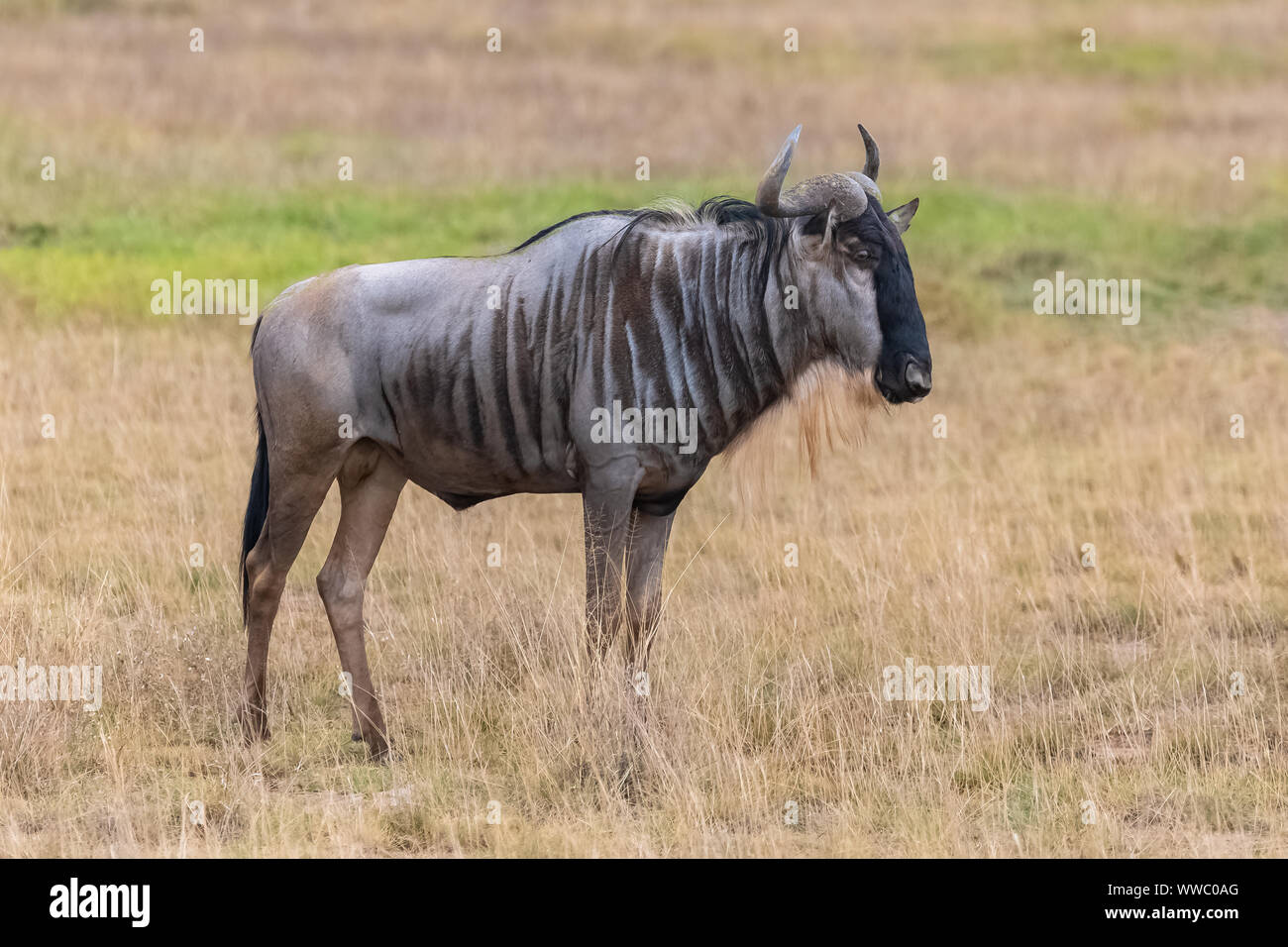 wildebeest, gnu standing in the savannah in Africa, portrait Stock ...