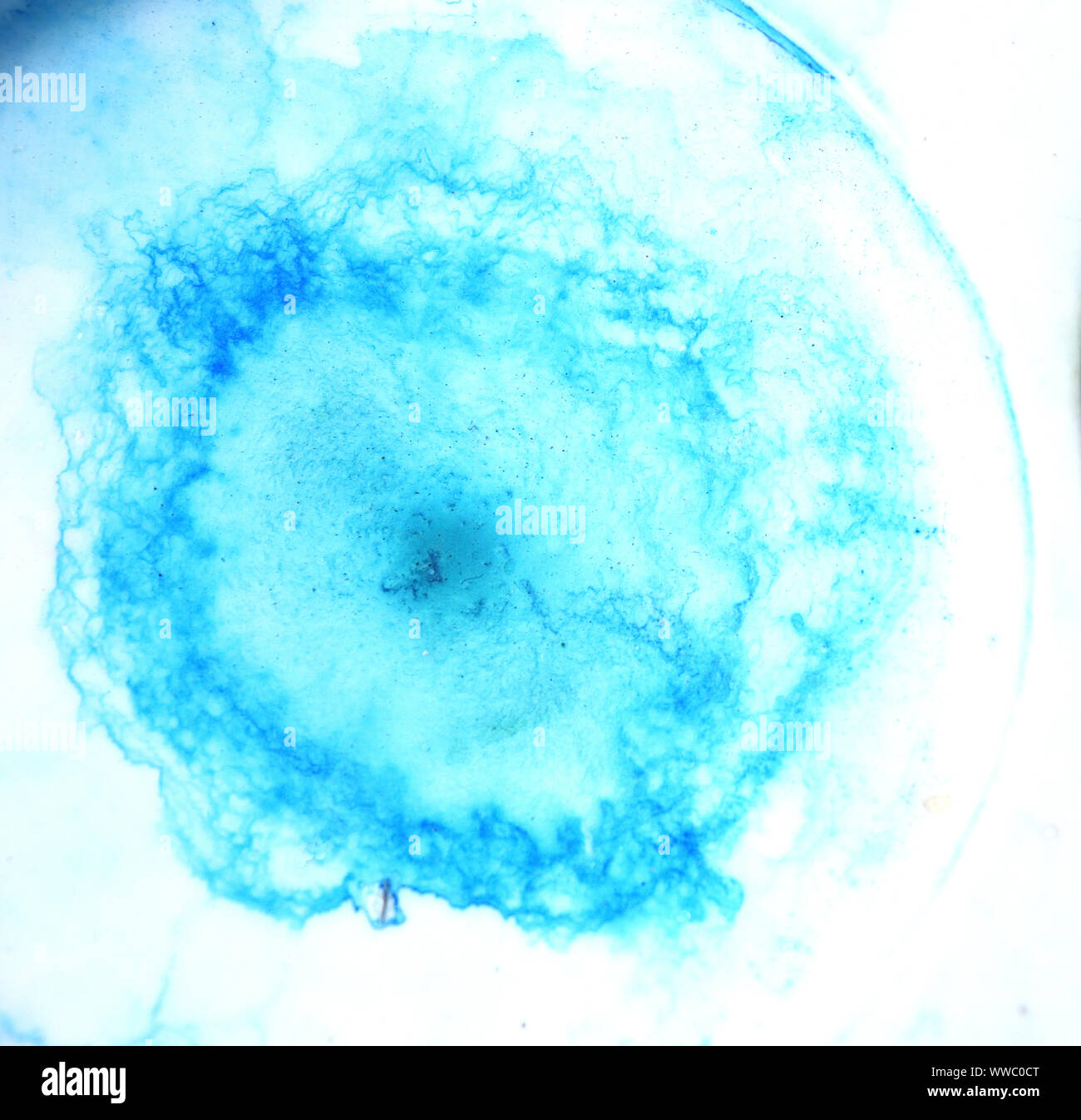 Blue and green color stripes spread on white surface, Abstract pattern ...