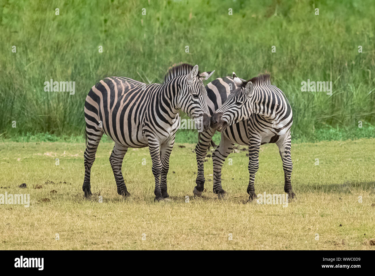 Two zebras in love hi-res stock photography and images - Alamy