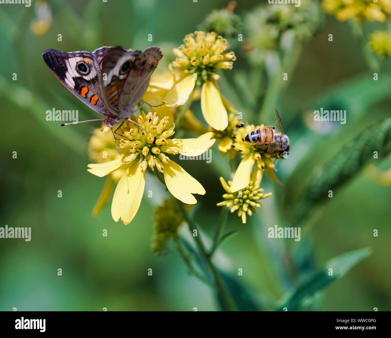 The most popular flowers hi-res stock photography and images - Alamy