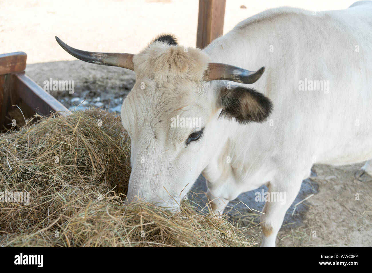 A white cow chewing hay behind the corral fence. Cows eat hay. Bulls ...