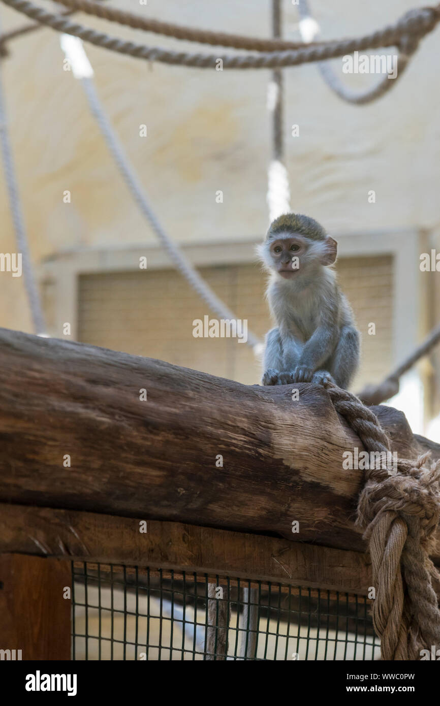 Adorable face of baby asian monkey. Young monkey sitting on an old log ...
