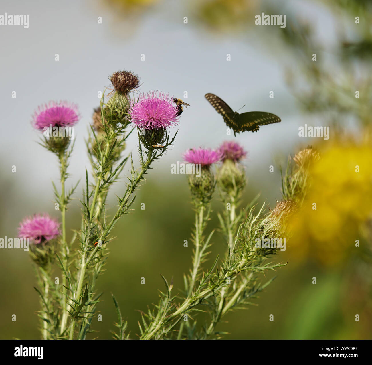 Swallowtail butterfly in flight Stock Photo - Alamy