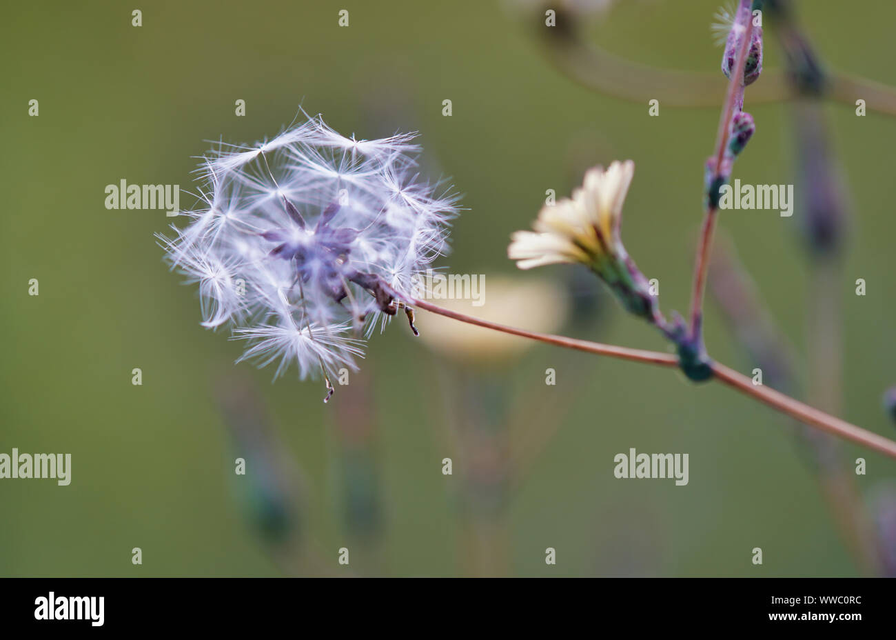 the cycle of life Stock Photo - Alamy